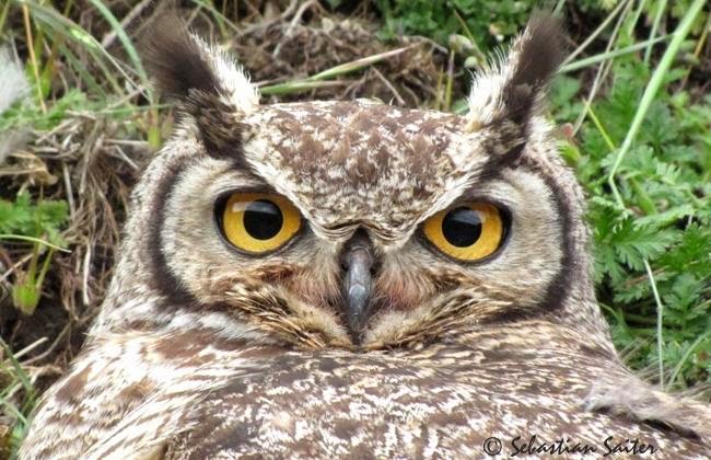 Bitacora de mi Chile: Aves de Chile: Buho Tucúquere