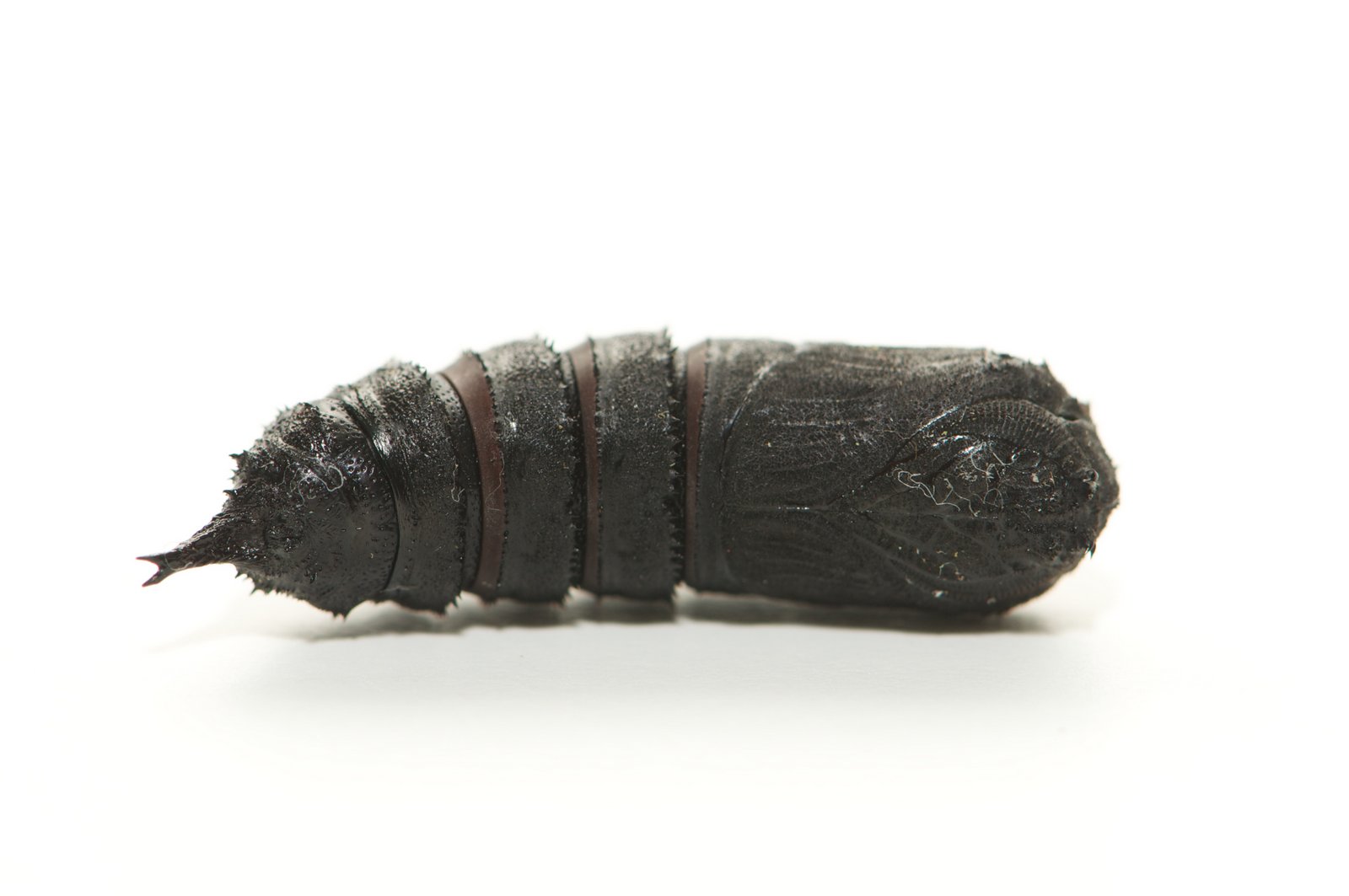 NMW: Think Pink! The Rosy Maple Moth | the pace of nature