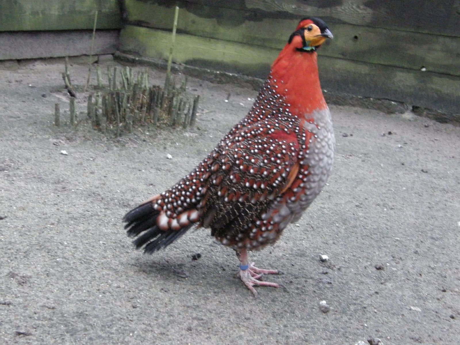 Blyth’s tragopan Beautiful Bird Images, Photos Wallpapers