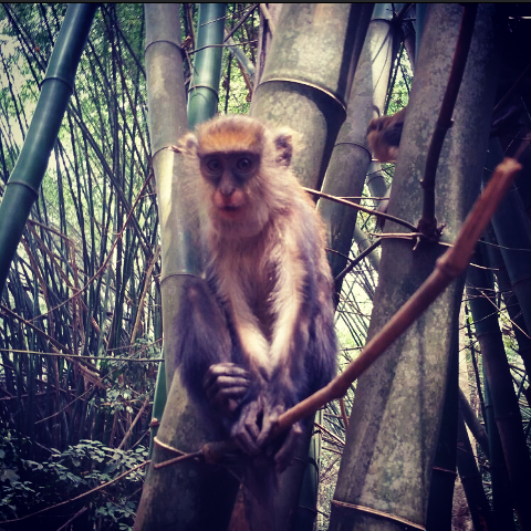 Qaphui's Café: TOURISM: Duasidan Monkey Sanctuary