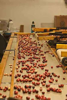 East Gwillimbury CameraGirl: Cranberries/ Our World