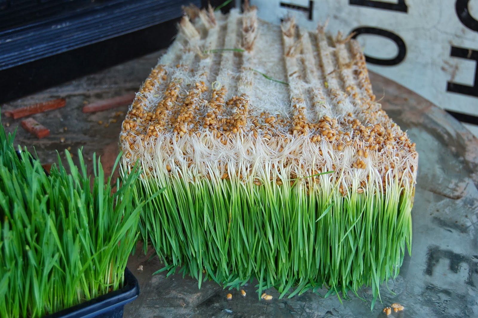 Texas Rebel Girl: Growing Your Own Fodder