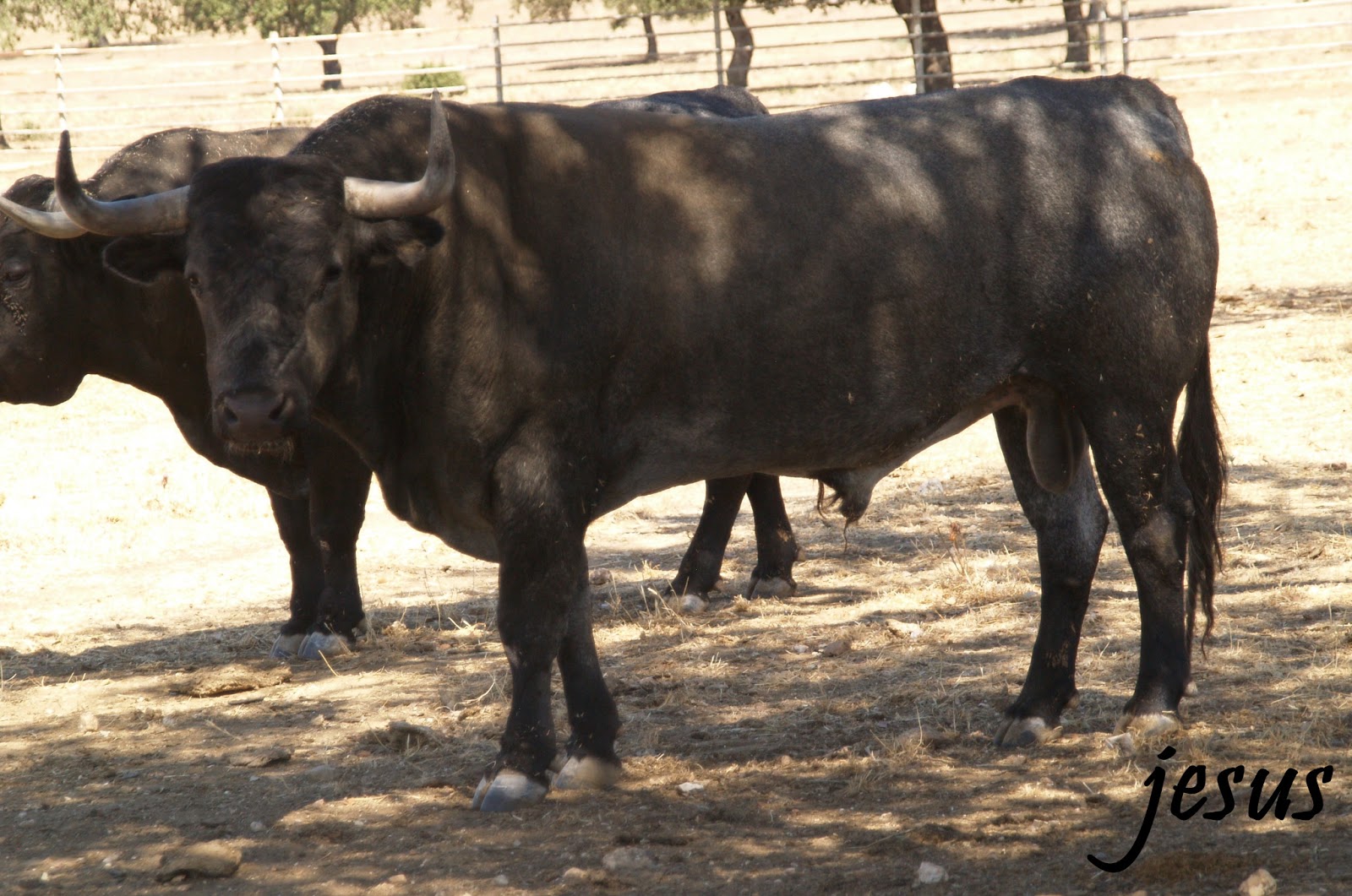 EL TORO EN EL CAMPO BRAVO: ganaderia victorino martin