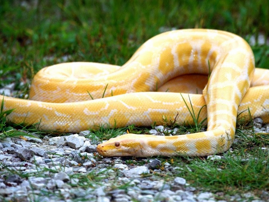 William Blogs: Gold Python or Burmese Python
