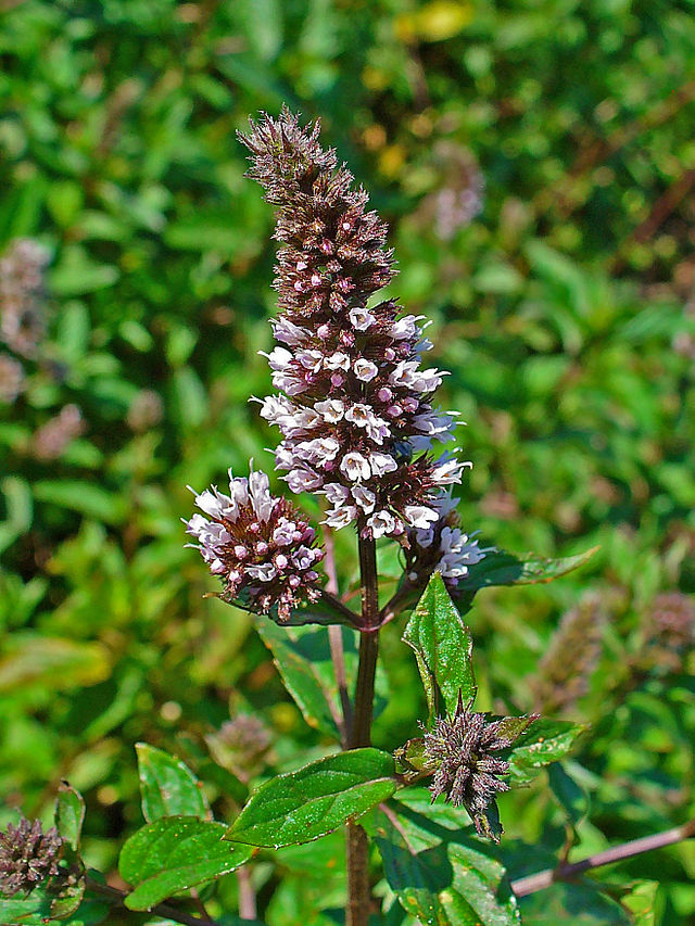 Rey de las Plantas: Mentha sp.