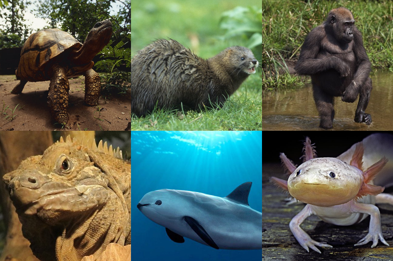 13 animais que já terão sido extintos em 2050 - Eco Fortal