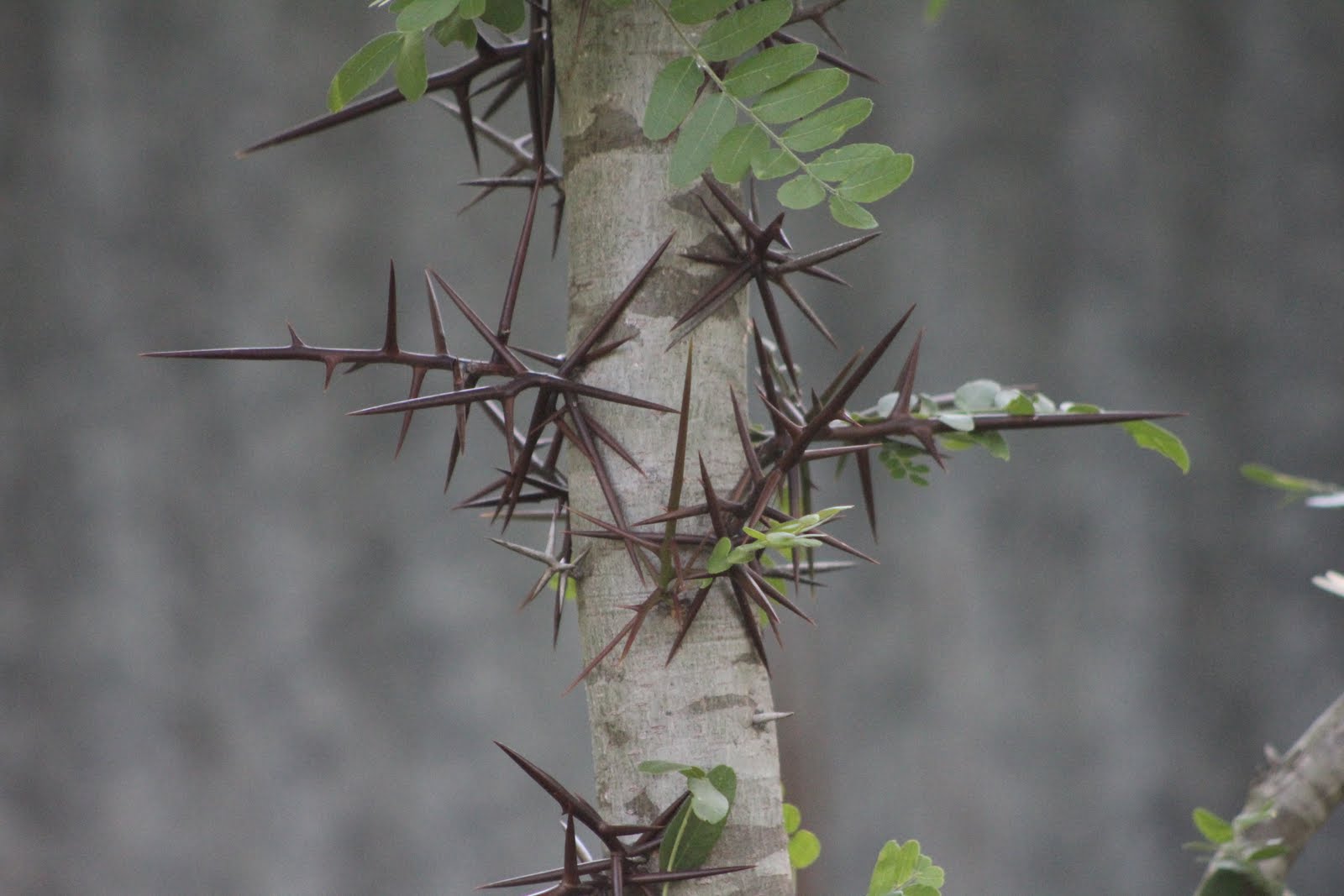 Ladybug from Texas: Honey Locust Tree