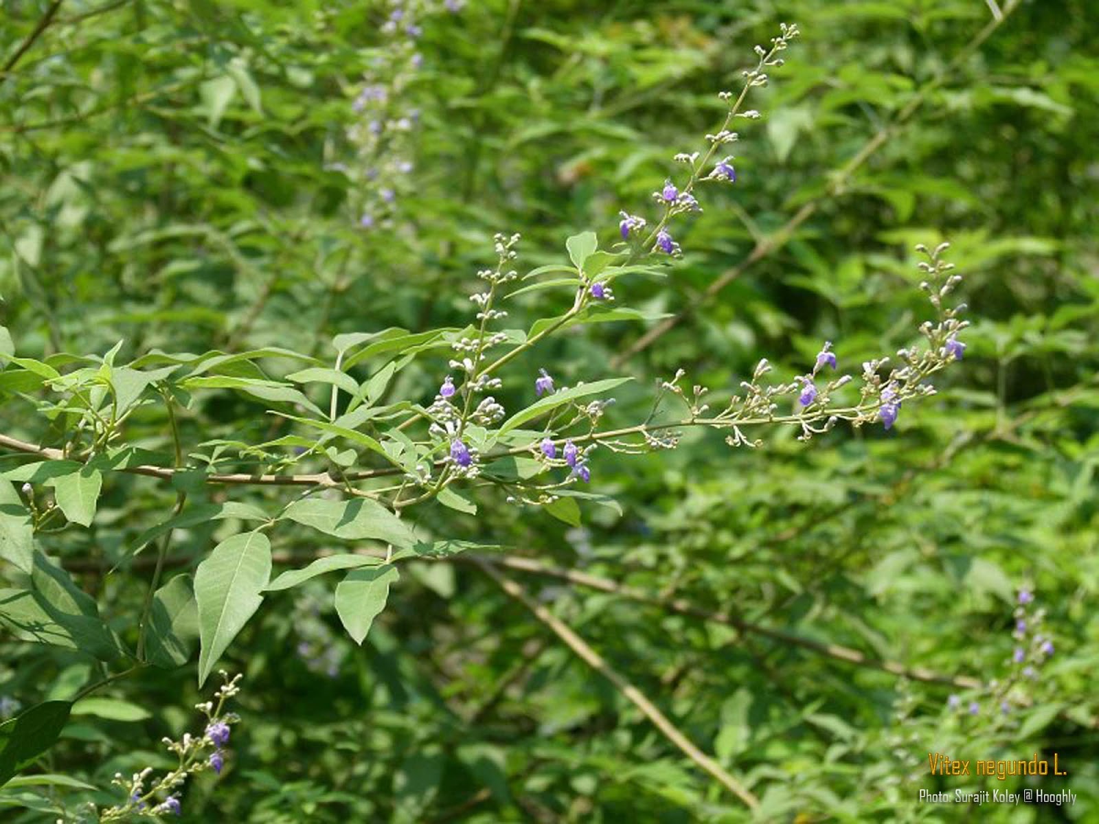 Medicinal Plants: Vitex negundo, Nirgundi, Chaste Tree, Nishinda, Nochi ...