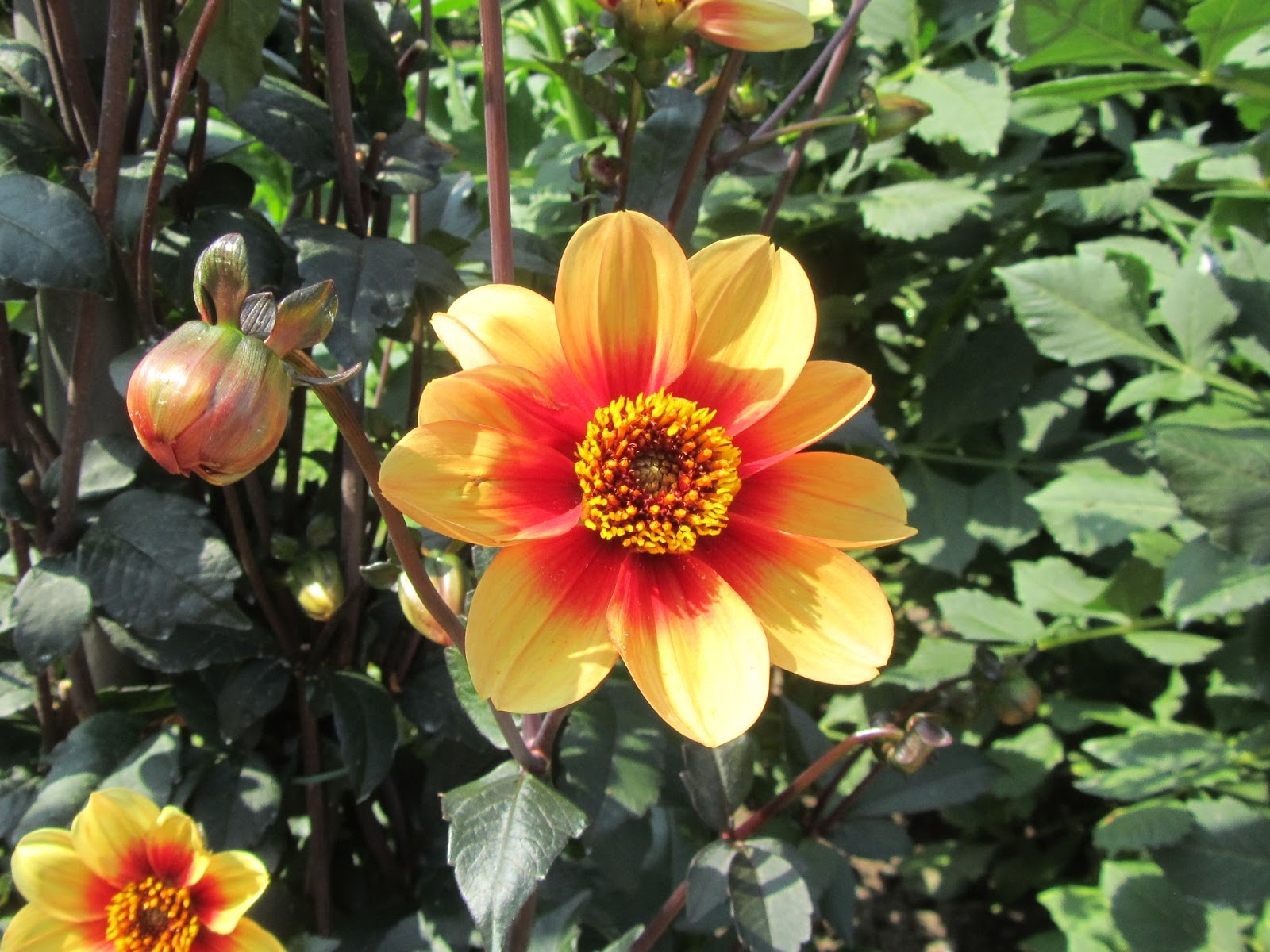 Come Piantare i Bulbi delle Dalie (Dahlia spp.) ? Come Si Coltivano ...