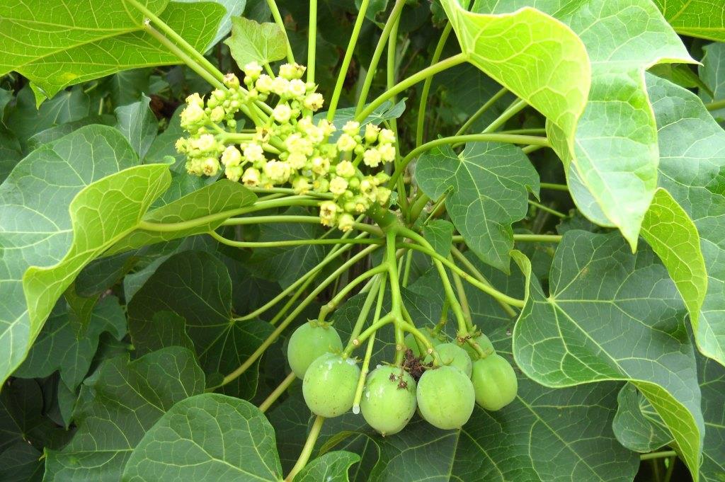 වැට එඬරු [Weta Endaru] (Jatropha curcas) ~ අපේ ඔසුපැළ Medicinal Plants ...