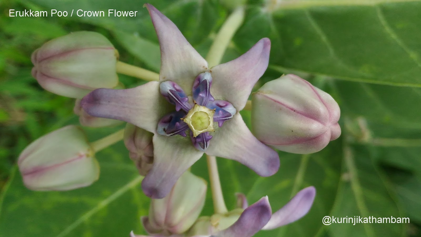 Flowers from My Cam: 5. Erukkam Poo / Crown Flower ~ Kurinji Kathambam