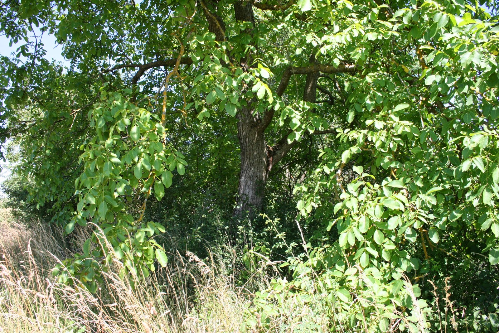Le biotope du Noyer - 1ère partie. Le noyer est-il si toxique?