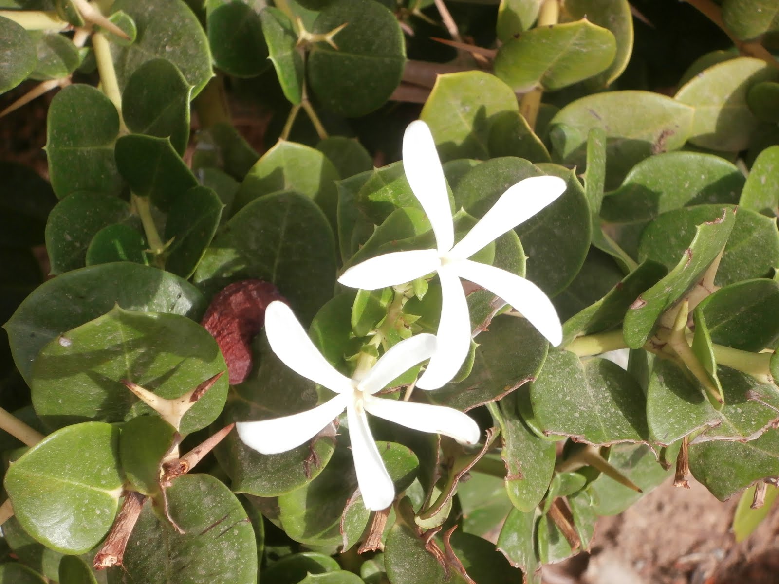 METIDO EN JARDINES: Carissa macrocarpa