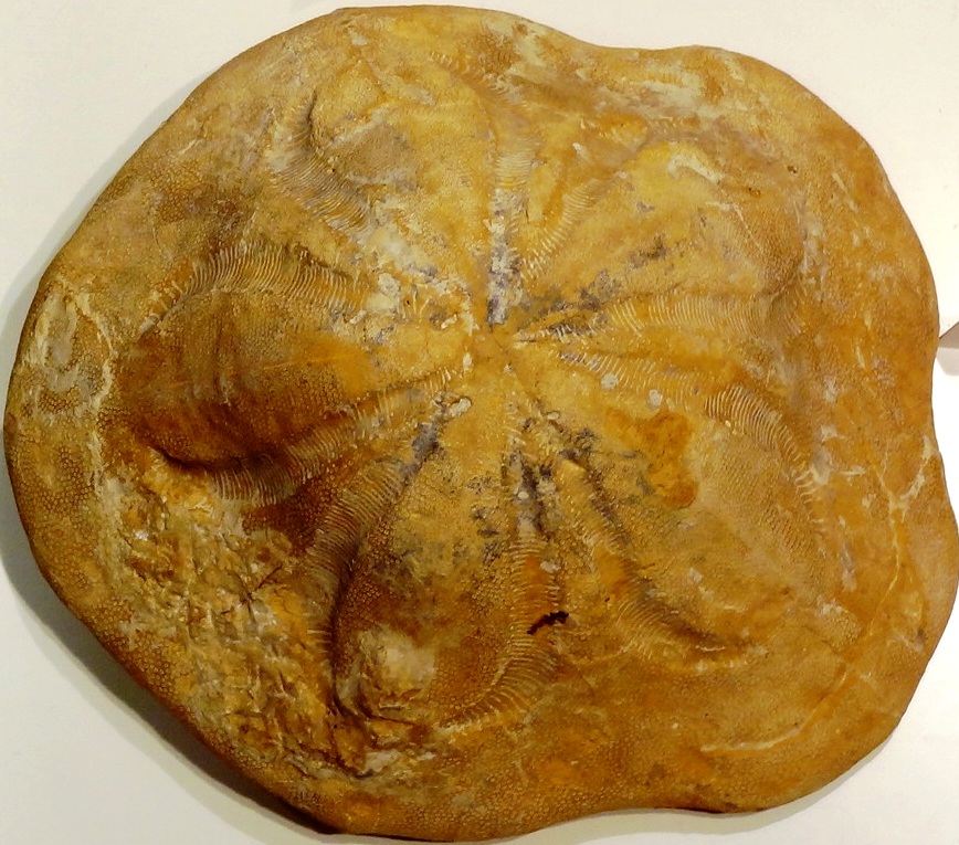 Fossil corals: Fossil corals : Clypeaster