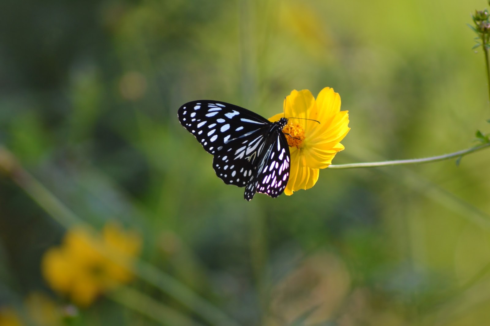 TheA+ Photography: 365 Days In Nature - May 2014