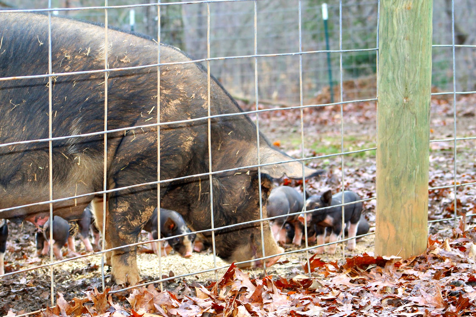 Farm & Family: Pig wrangling 101