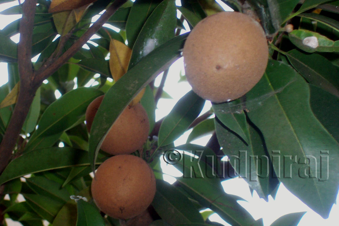 Kudpiraj's Garam Tawa: Seasonal Fruits from Private Lands