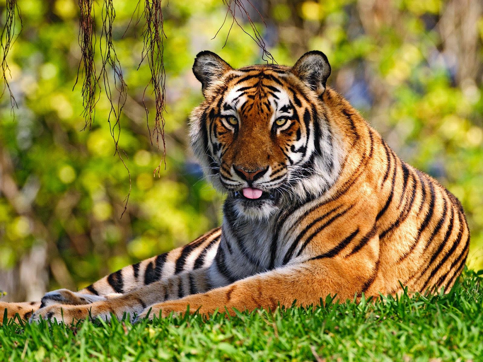 Bengal Tiger Wallpapers - Wallpaper HD Today