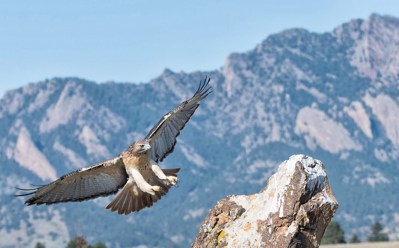 photoscope: Falcons and Hawks of the Rocky Mountains