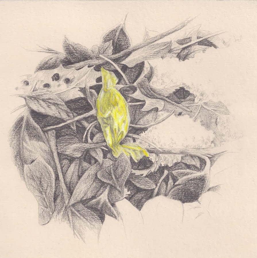 One of a Kind Commissions: Litter Drawings