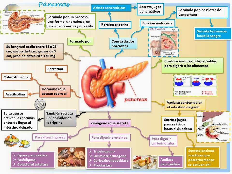 Blog de Fisiología Básica de Rogelio Eduardo Enriquez Lopez : Pancreas