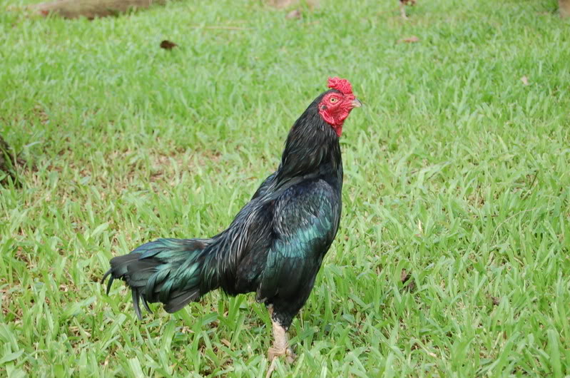 Fighting Rooster: Rampuri asil