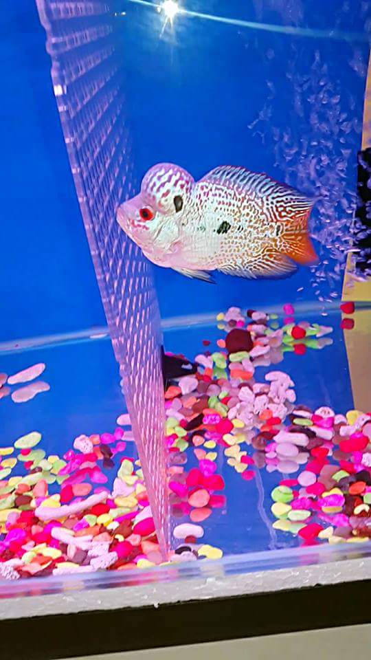 Knowing Difference Between Kamfa And King Kamfa