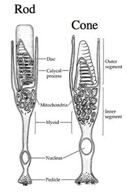Cambridge IGCSE Study Help: The Eye - Rods and Cones