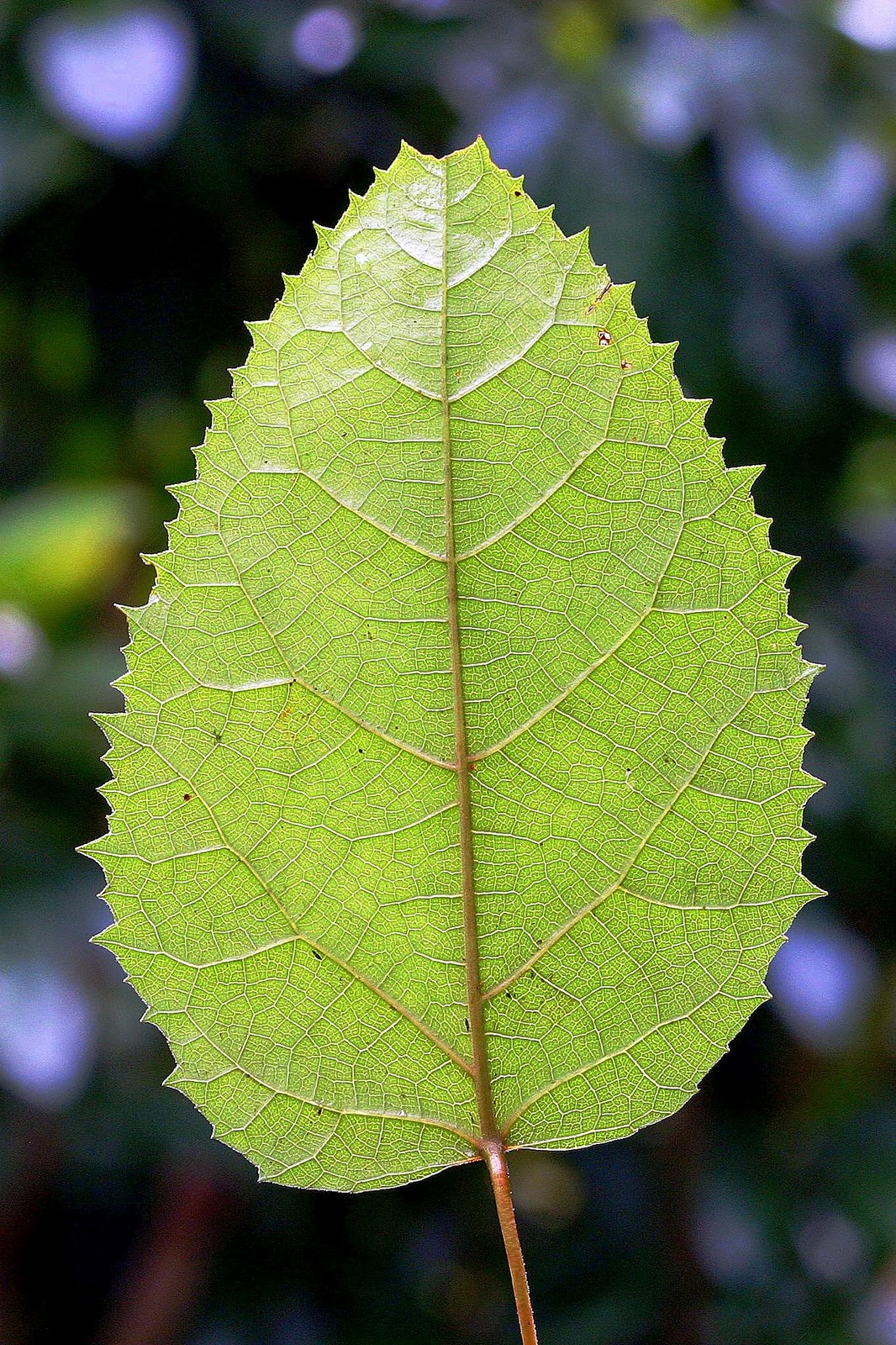 Midrib The Primary Or Central Vein Of A Leaf That Runs From Base To midrib-the-primary-or-central-vein-of-a-leaf-that-runs-from-base-to