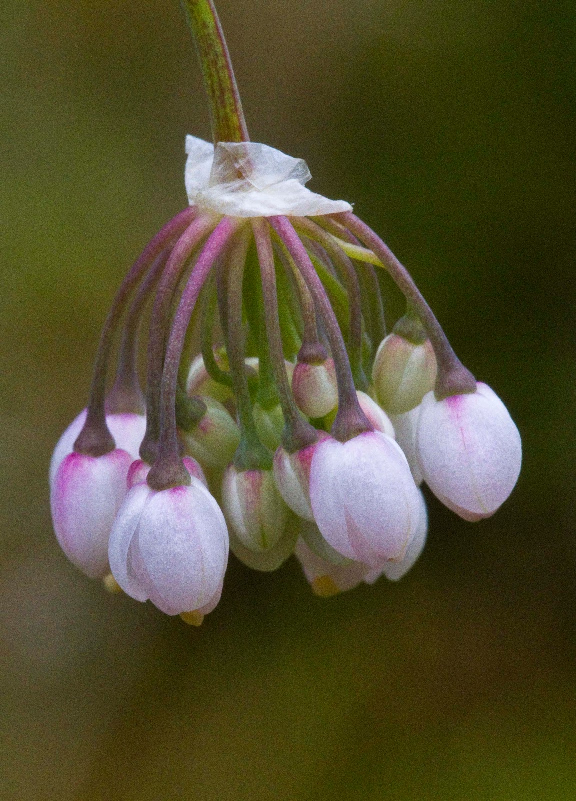 NWflora: Nodding Onion, Allium cernuum