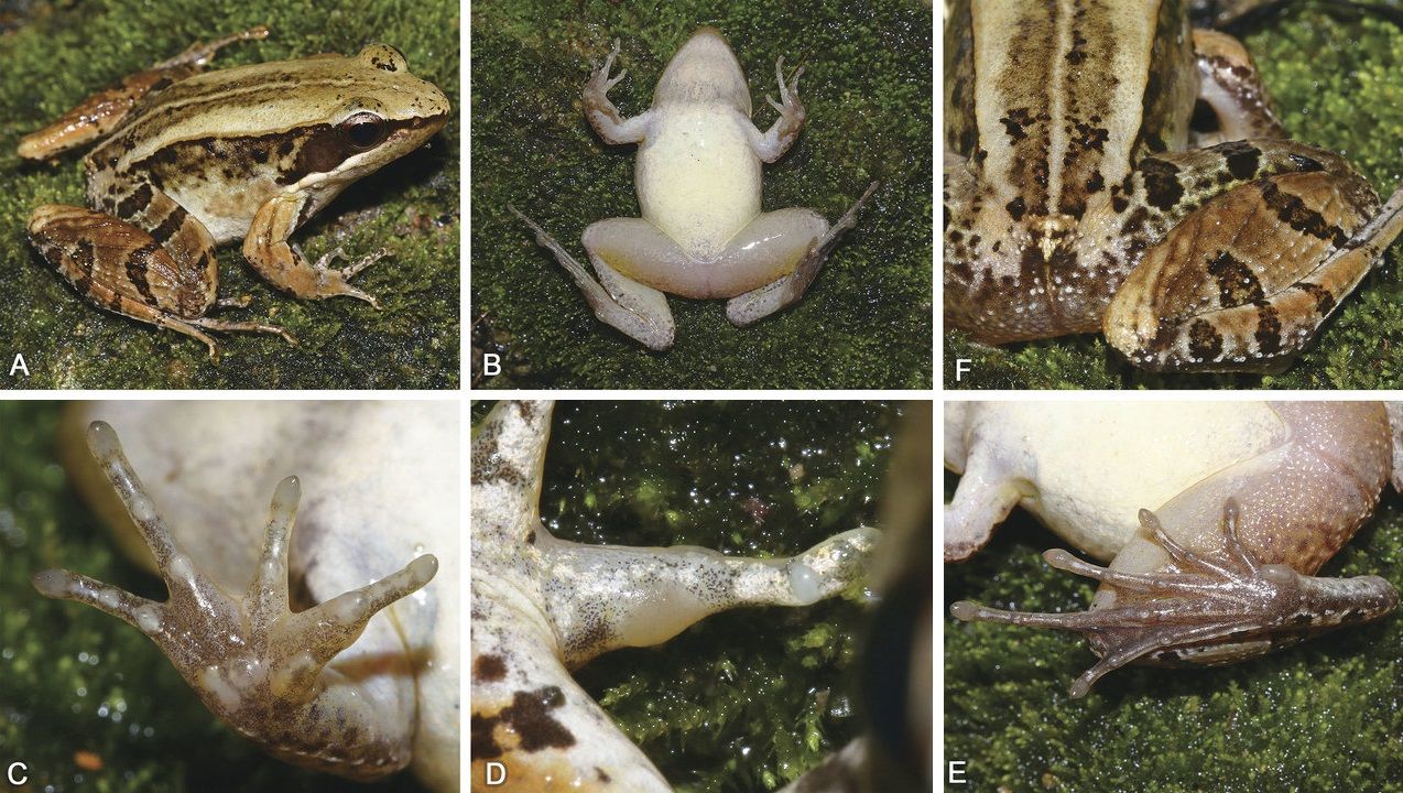 Species New to Science: [Herpetology • 2017] Nidirana nankunensis ...