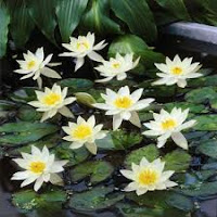 ♣ Vriksha ♣ Sasya ♣ Lata ♣: Kaluva / nymphaea stellata