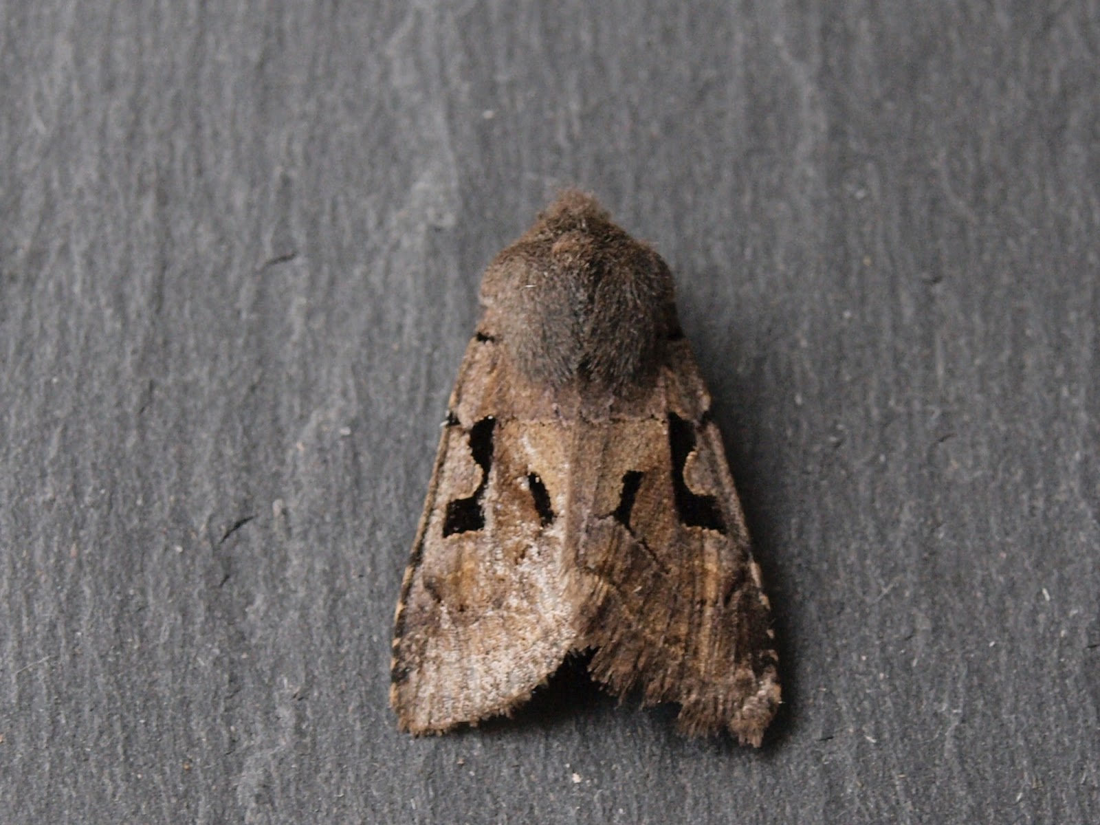 Ragged Robin's Nature Notes: Garden Moths, Frogs and Nesting Activity