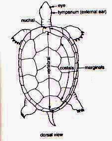 Waking Up on Turtle Island: Turtle Parts - Looking for the Nuchal