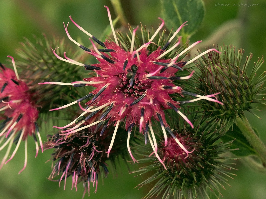 Chwile zaChwycone: Łopian większy też kwitnie