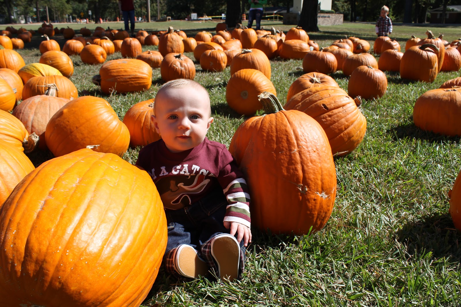 Six Sweet Seals: Pumpkin Patch Kids