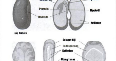 MARI KEPOIN: PERTUMBUHAN DAN PERKEMBANGAN