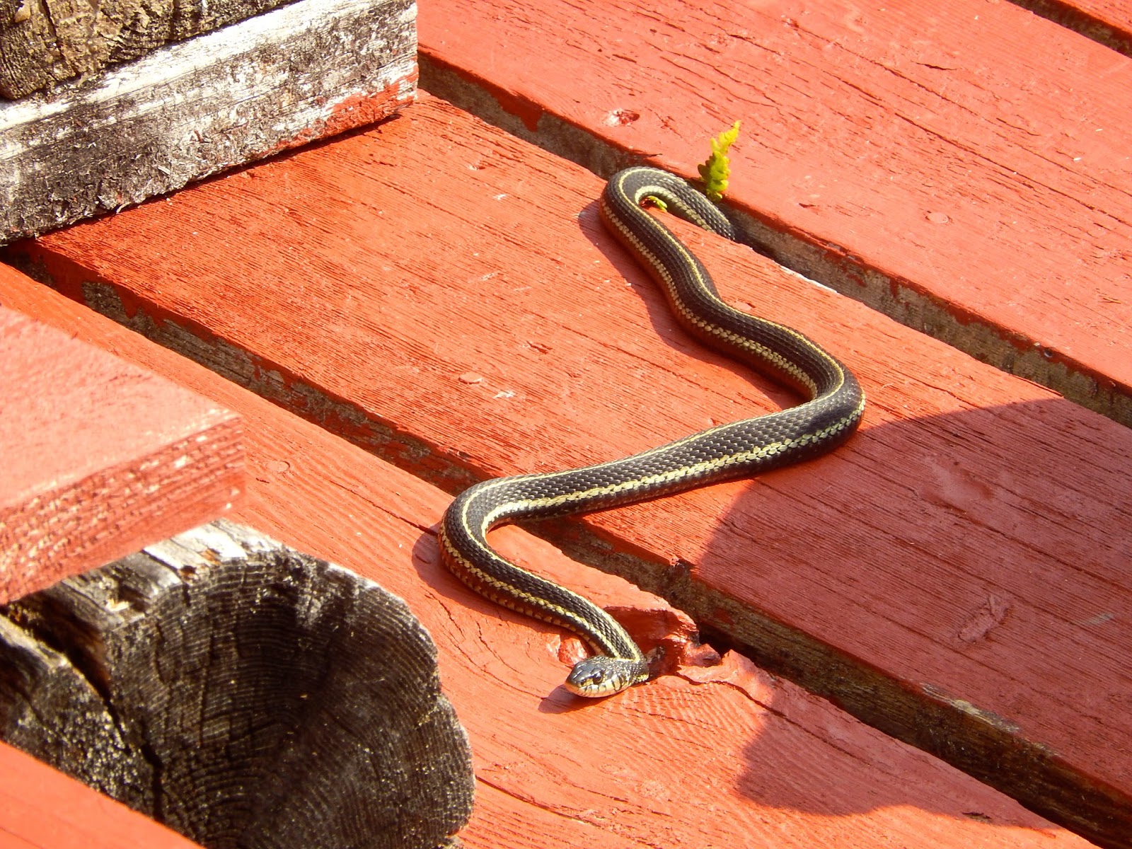 Powell River Books Blog: Coastal BC Reptiles: Common Garter Snake
