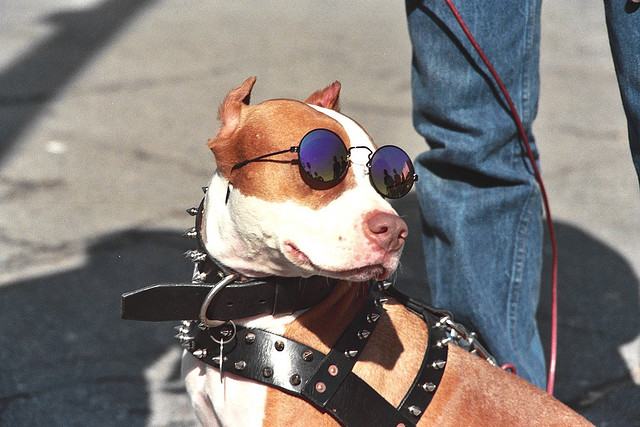 Dogs in Shades | The Ark In Space