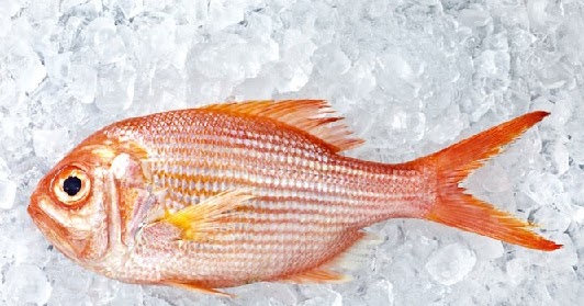 UW 24: Die wichtigsten Arten von Fisch mit Quecksilber