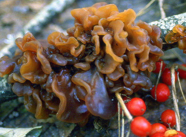 Setas Extremadura : Tremella Foliacea