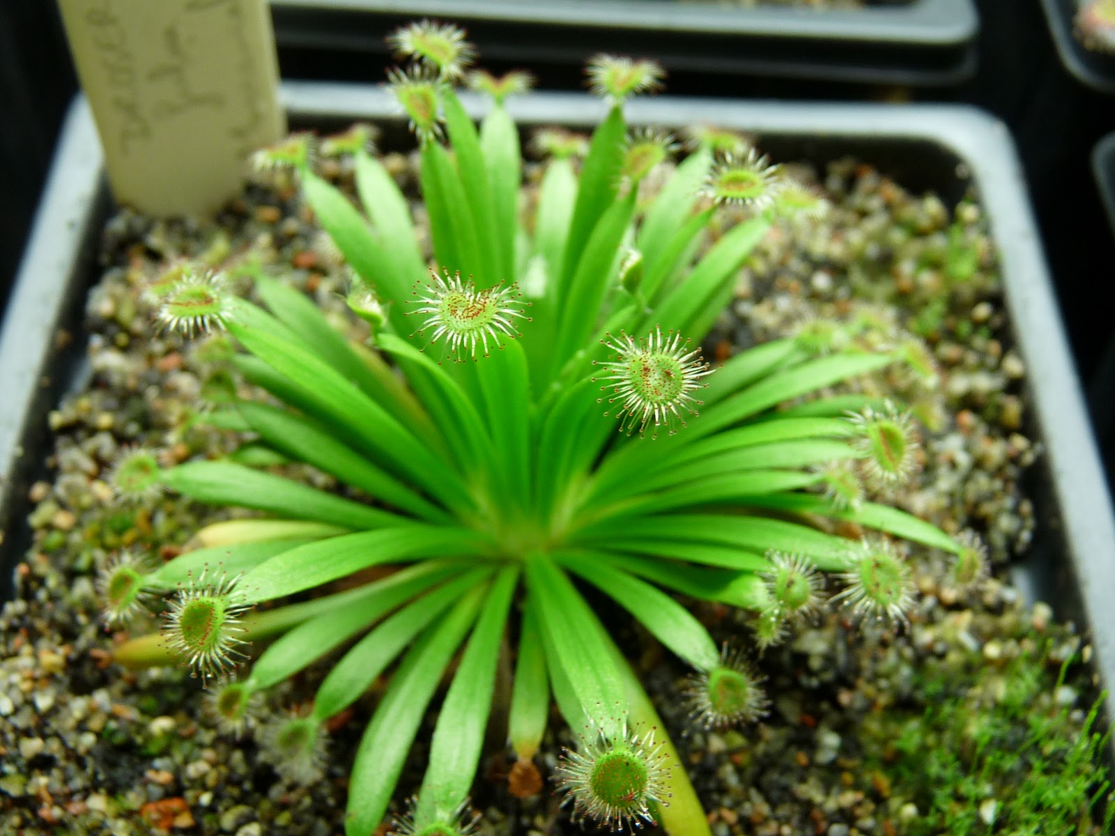 Drosera fulva photos