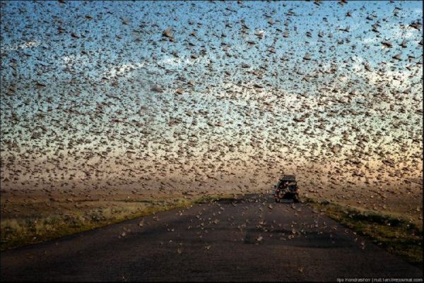 webfundass: Clouds of Locusts in Kalmykia