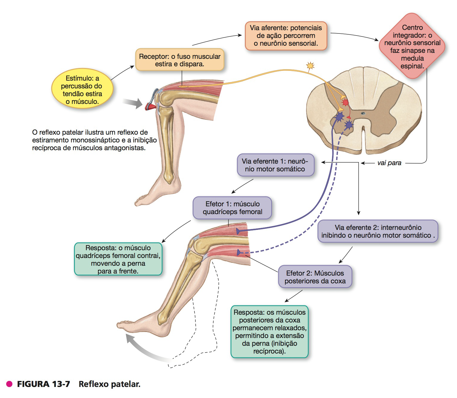 Qual é A Importância Do Reflexo Patelar - RETOEDU