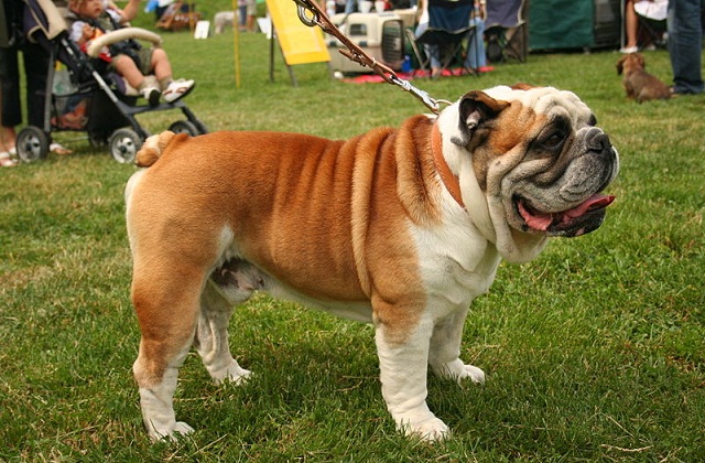 Medium-Sized Dog Breeds: Bulldog - compact dog