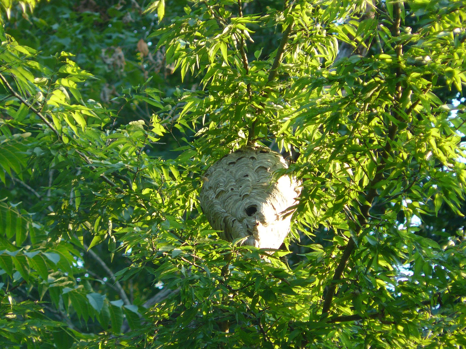 LifeLookLens: The Itsy Bitsy Spider & The Hornet Hive