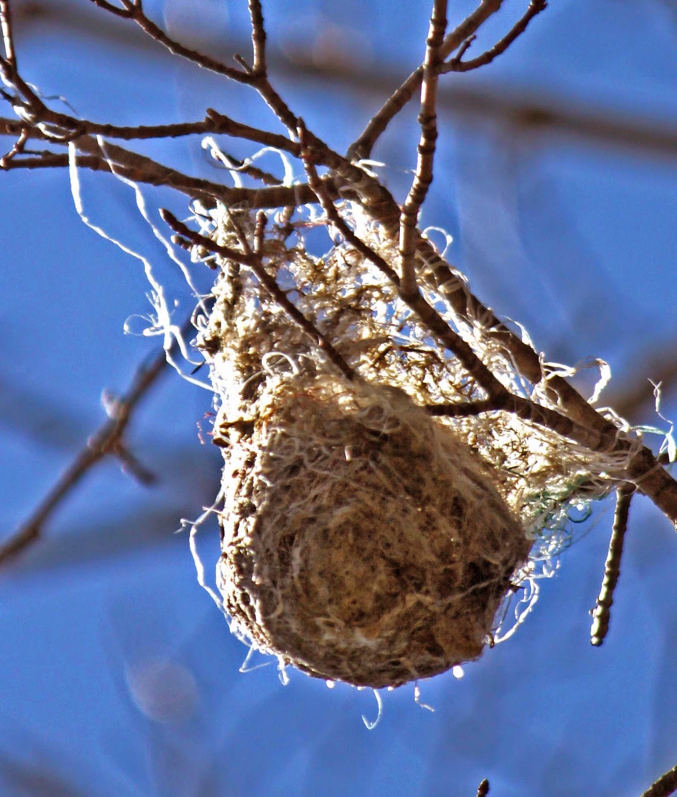 Getting Stitched on the Farm: A Nest, Prolific Hens + an Egg Cookbook ...