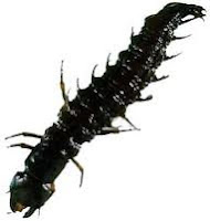 What is a hellgrammite? | Facts About All