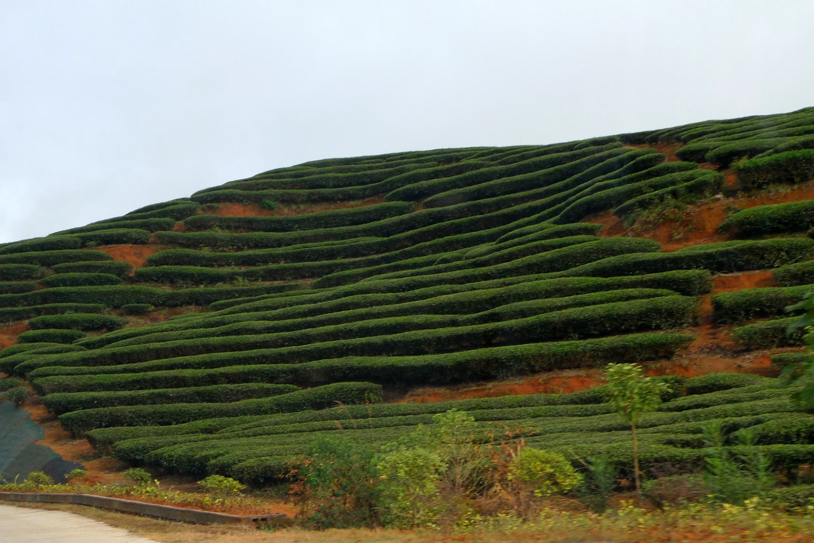 History of Nanyang Tea Culture in Singapore |Tony Johor Kaki Travels ...