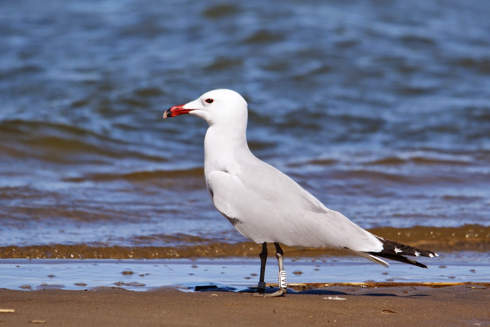 Vogels: Meeuwen, Schaarbekken en Sterns